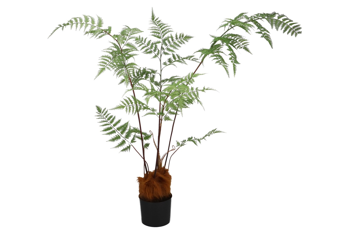 SILK FERN POLYSTICHUM BAKERIANUM IN POT GREEN 158CM | Daan Kromhout